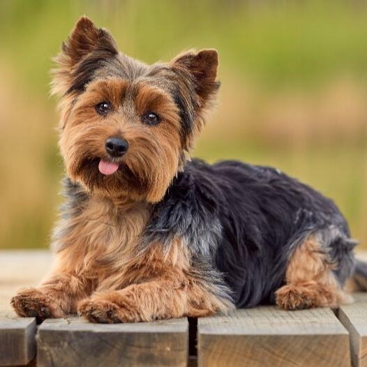 Yorkshire Terrier Dog Breed Information | Purina UK